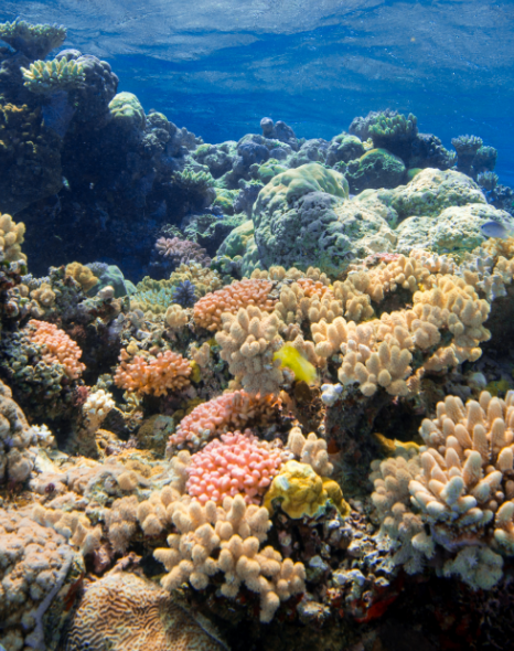 Buccoo Reef - Airports Authority Trinidad and Tobago